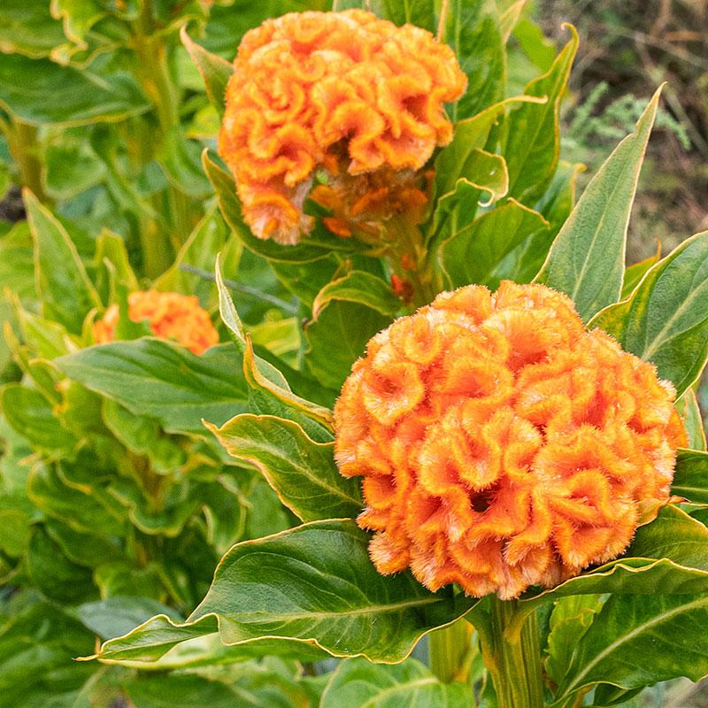 Photo of the entire plant of Cockscomb (Celosia argentea 'Orange Queen ...