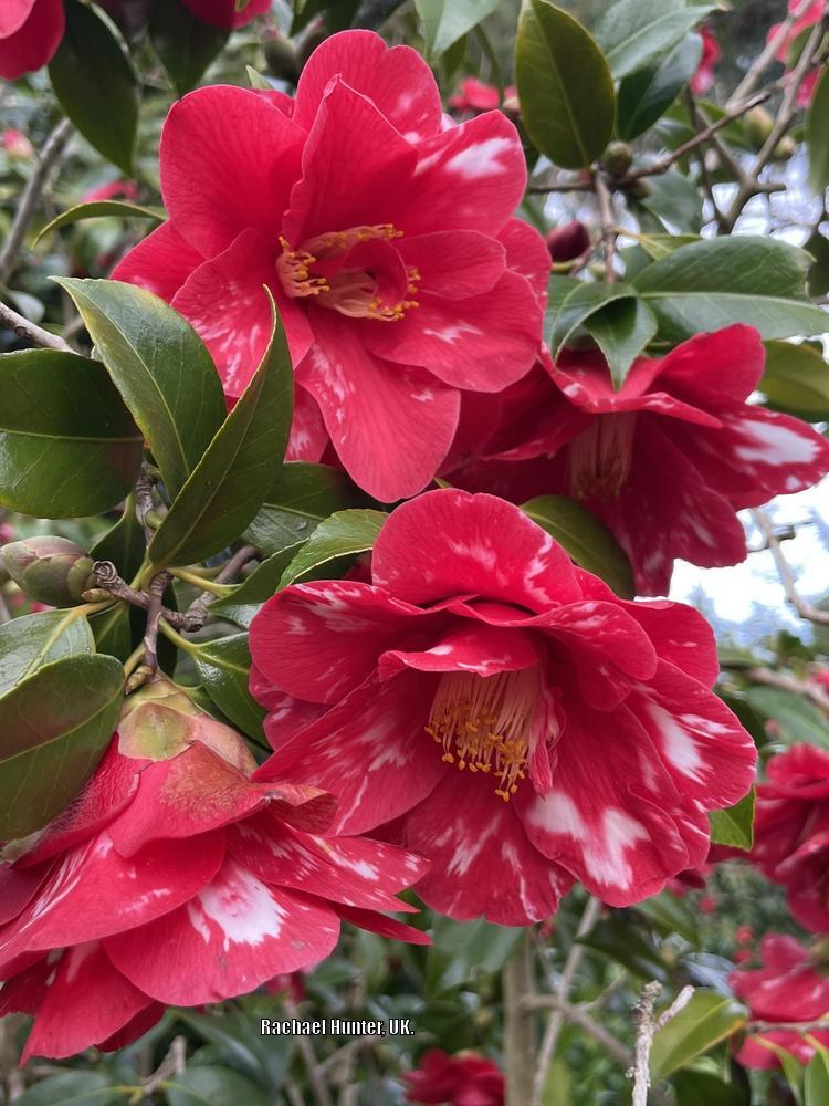 Photo of the bloom of Japanese Camellia (Camellia japonica 'Donckelarii ...