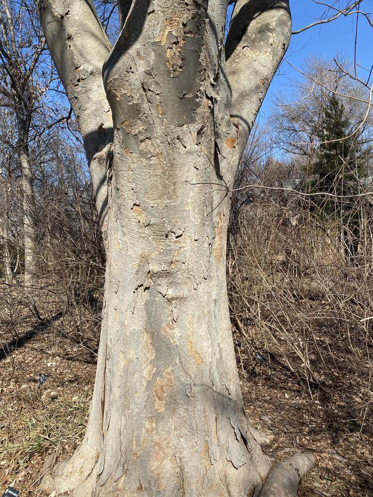 Photo of the stem, scape, stalk or bark of Japanese Zelkova (Zelkova ...