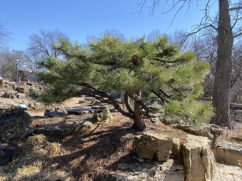 Photo of the entire plant of European Black Pine (Pinus nigra ...