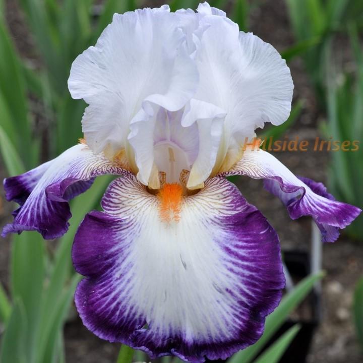 Photo of the bloom of Tall Bearded Iris (Iris 'Triple Take') posted by ...