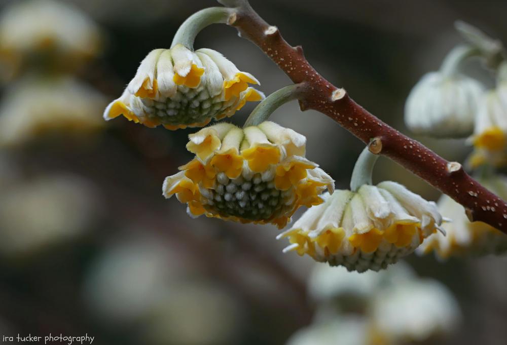Photo of the bloom of Oriental Paper Bush (Edgeworthia chrysantha 'Snow ...