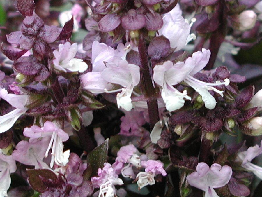 Photo of the bloom of Thai Basil (Ocimum thyrsiflora 'Siam Queen ...