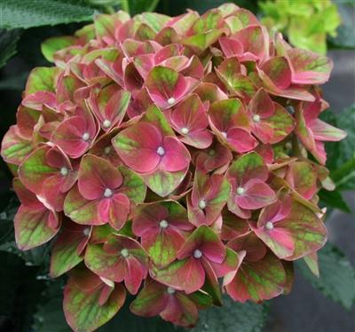 Hydrangea Magical® Crimson in the Hydrangeas Database - Garden.org