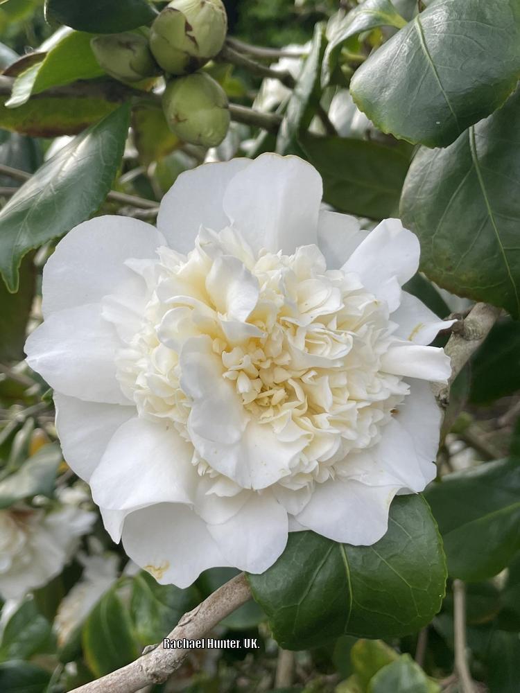 Camellia (Camellia japonica 'Gus Menard') in the Camellias Database ...