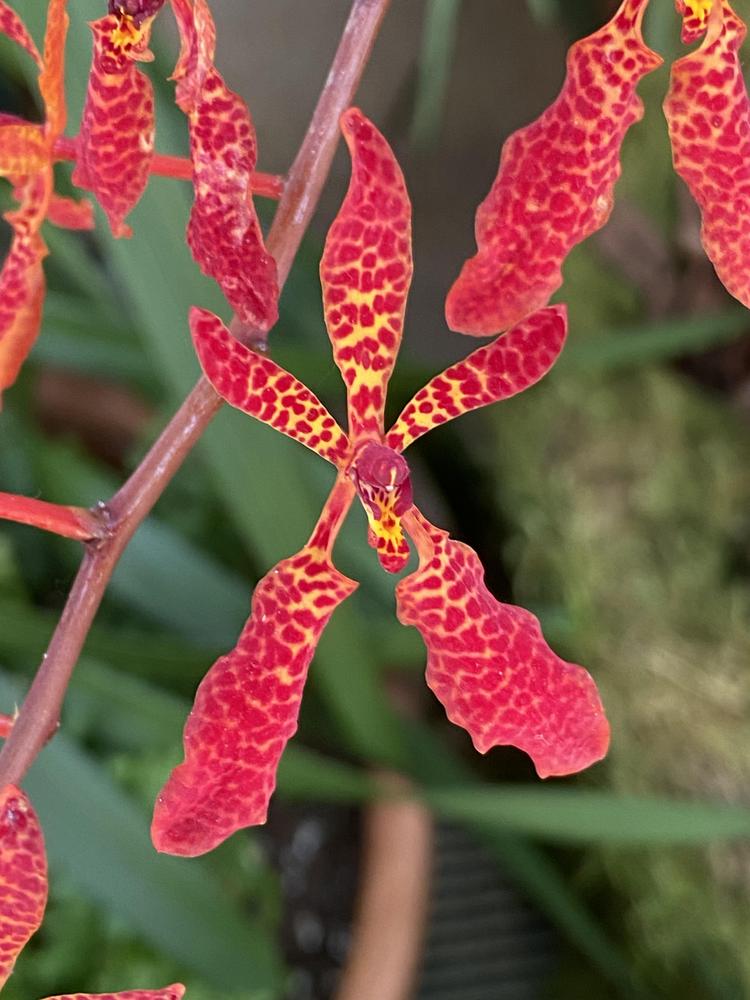 Photo of the bloom of Orchid (Renanthera Memoria Robin Musolino) posted ...