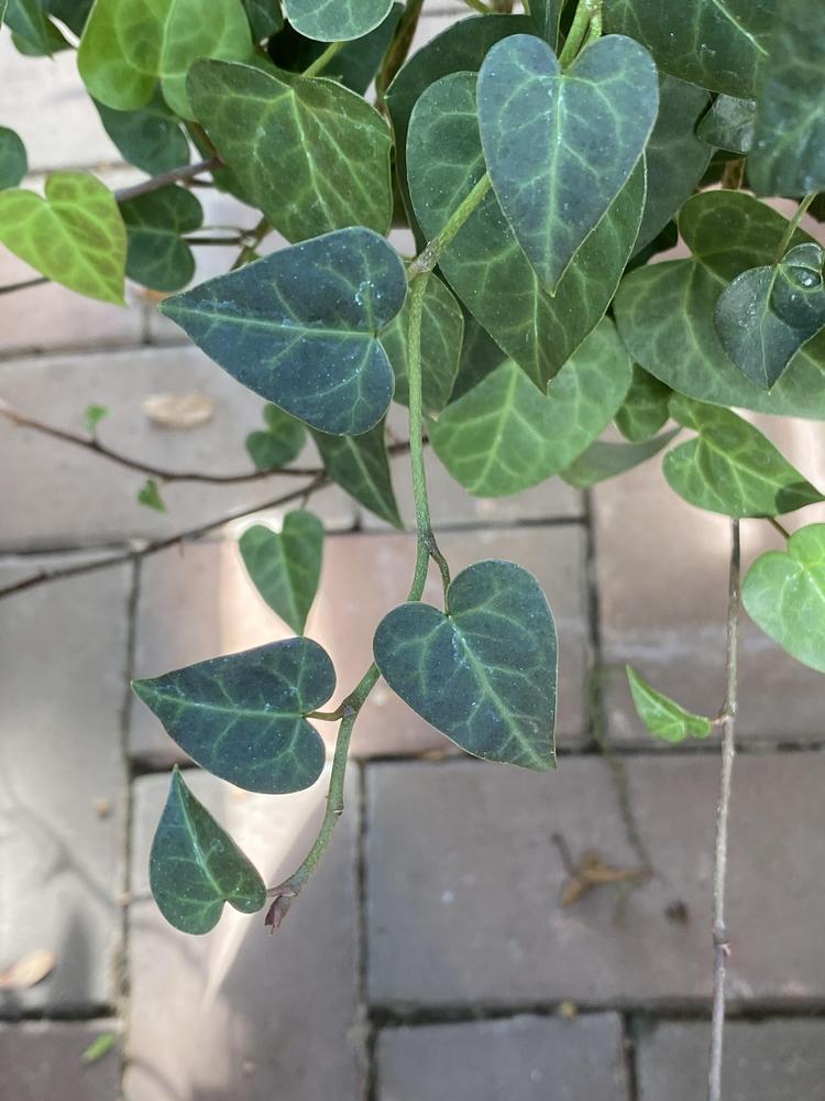 Hedera sinensis - Garden.org