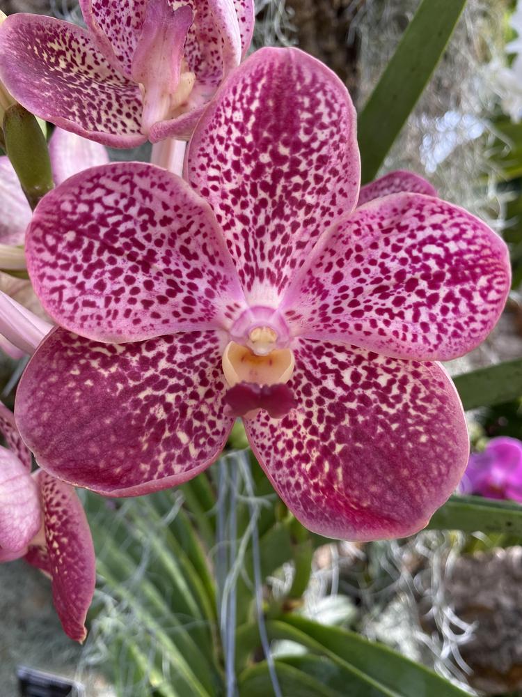 Photo of the bloom of Orchid (Vanda) posted by SL_gardener - Garden.org