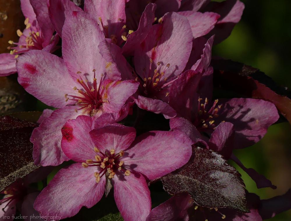 Crabapple (Malus Raspberry Spear®) in the Apples Database - Garden.org