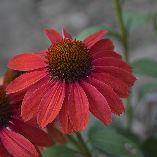 Coneflower (Echinacea Color Coded™ Frankly Scarlet) in the Coneflowers ...