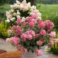 Photo of the entire plant of Panicle Hydrangea (Hydrangea paniculata Fire Light™) posted by Joy ...