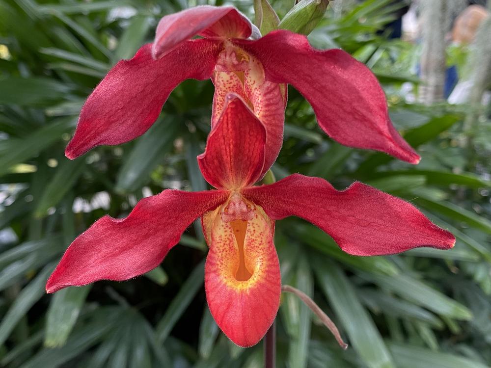 Photo of the bloom of Orchid (Phragmipedium Andean Fire) posted by SL ...