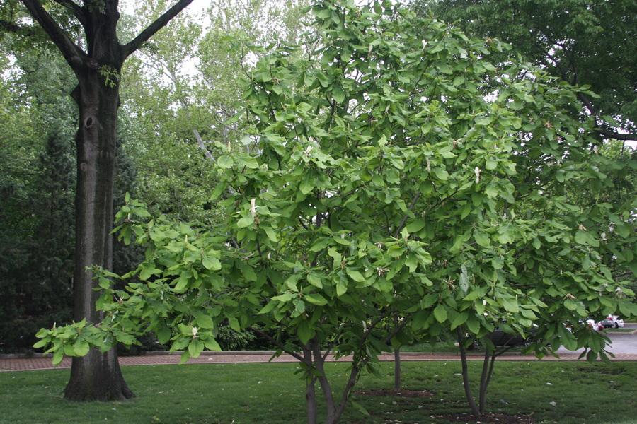 Umbrella Magnolia (Magnolia tripetala) in the Magnolias Database ...