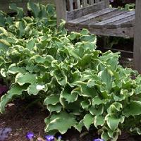 Photo of the entire plant of Hosta Shadowland® Wheee! posted by Joy ...