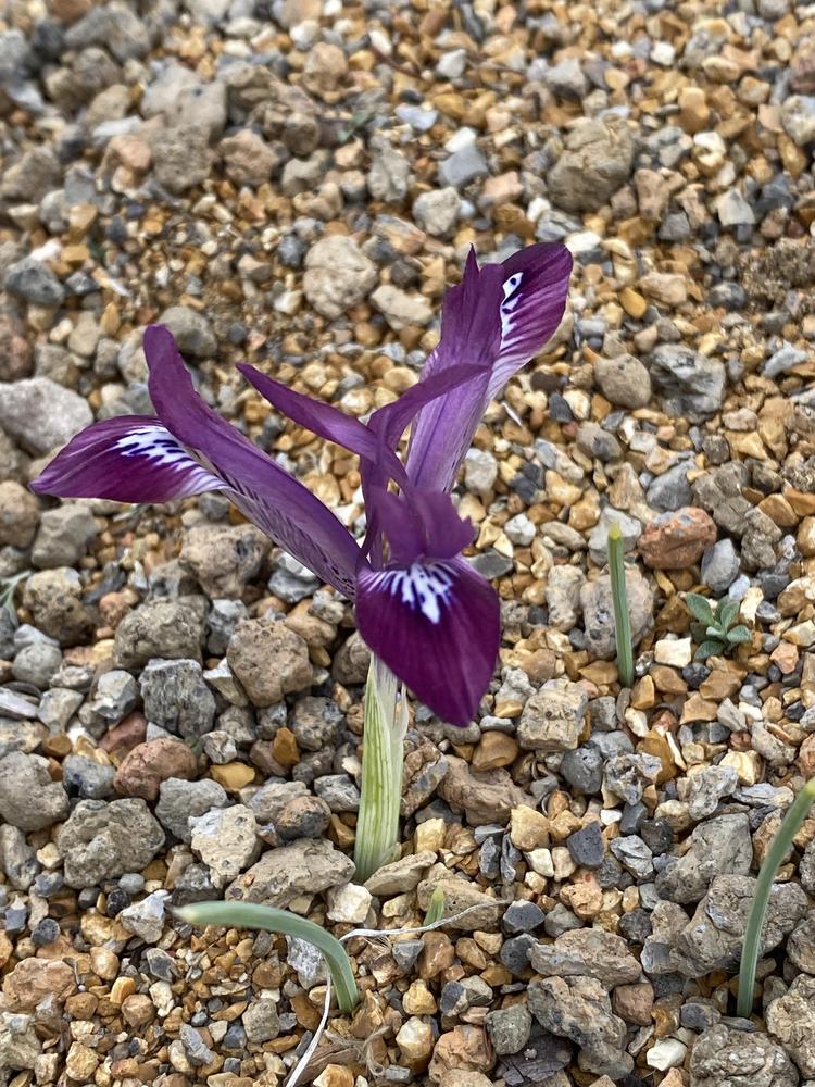 Photo of the bloom of Reticulated Iris (Iris reticulata 'Purple Gem ...