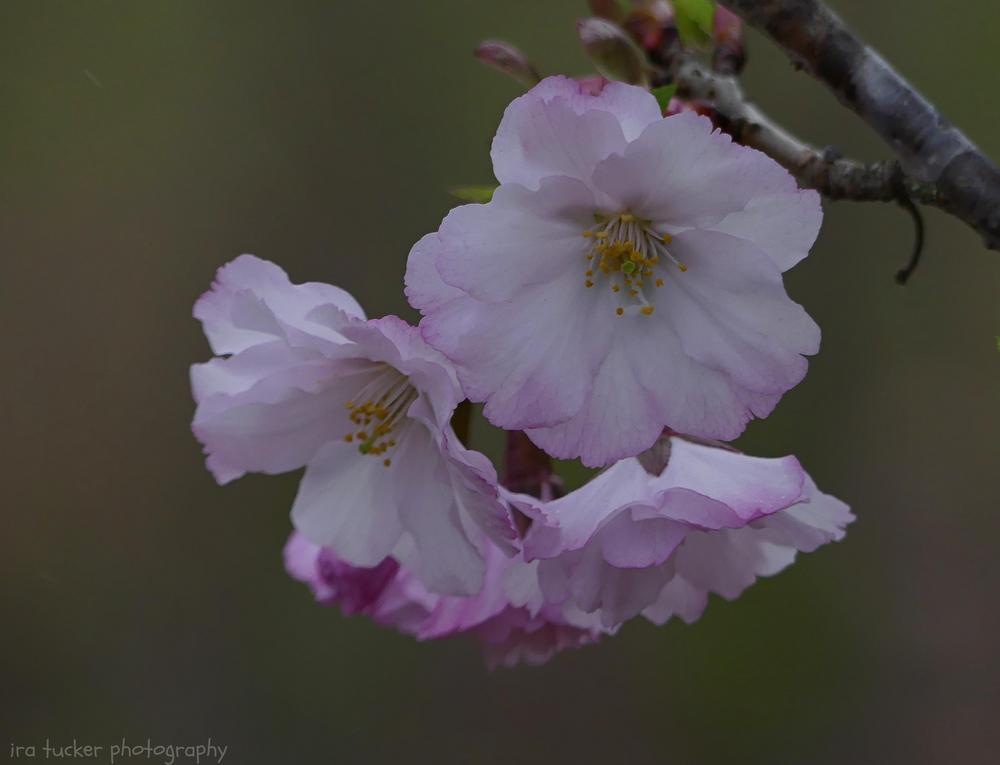 Photo of the bloom of Flowering Cherry (Prunus First Blush®) posted by ...