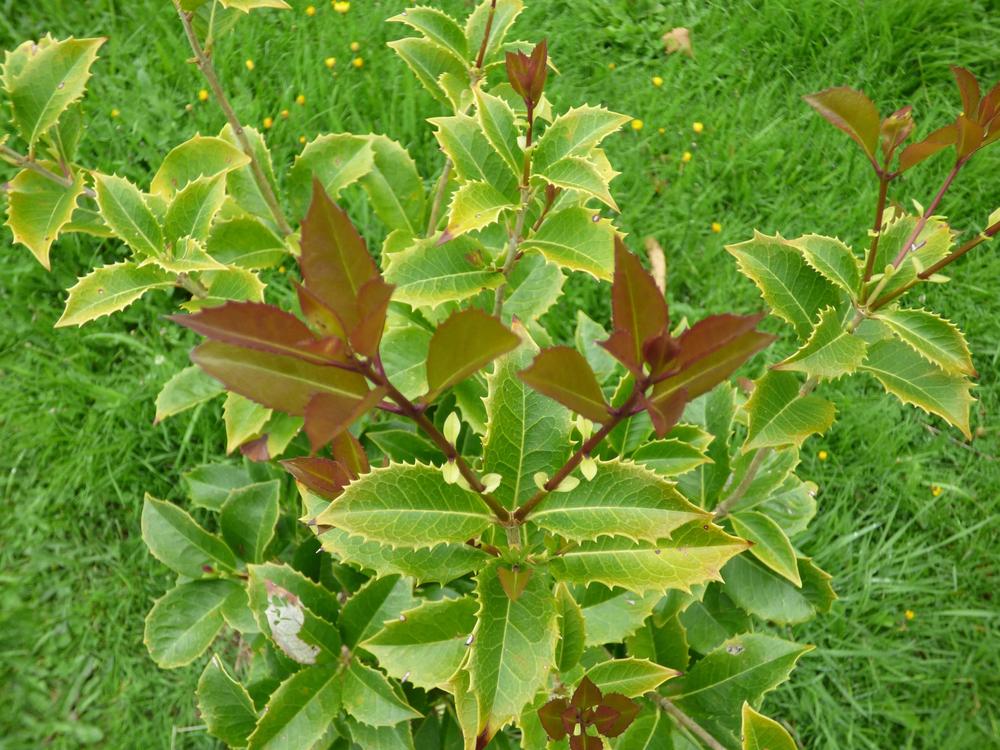 Fortune's Tea Olive (Osmanthus x fortunei) - Garden.org