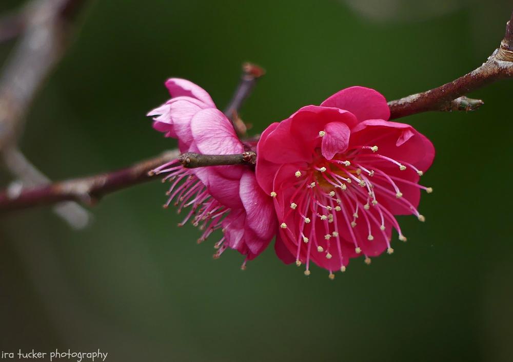 Japanese Flowering Apricot (Prunus mume 'Matsubara Red') - Garden.org