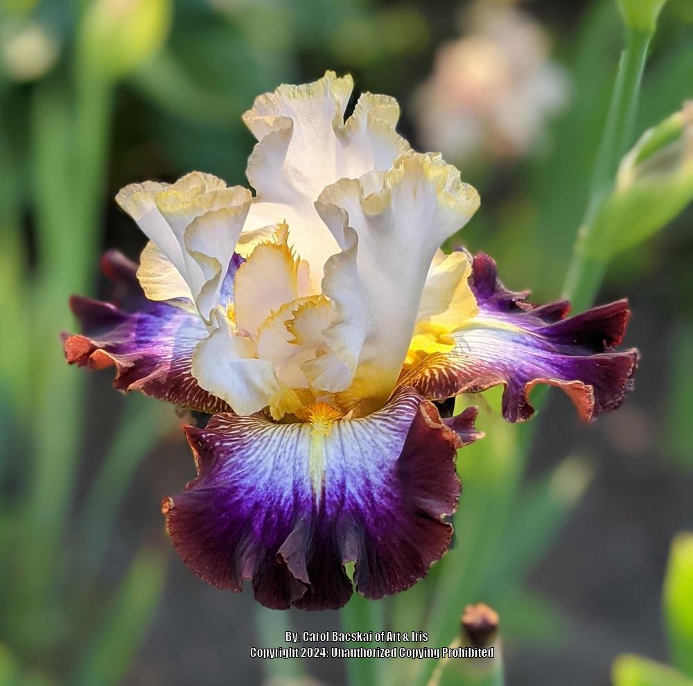 Photo of the bloom of Tall Bearded Iris (Iris 'Edge of Heaven') posted by Artsee1 - Garden.org