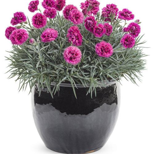 Photo of the entire plant of Dianthus Fruit Punch® Spiked Punch posted ...