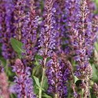 Photo of the bloom of Sage (Salvia Color Spires® Violet Riot) posted by ...