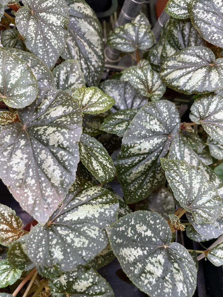 Begonia 'U168' in the Begonias Database - Garden.org