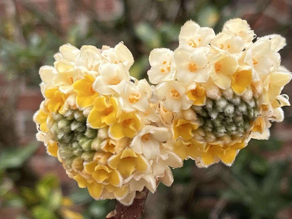 Oriental Paper Bush (Edgeworthia chrysantha 'Snow Cream') - Garden.org