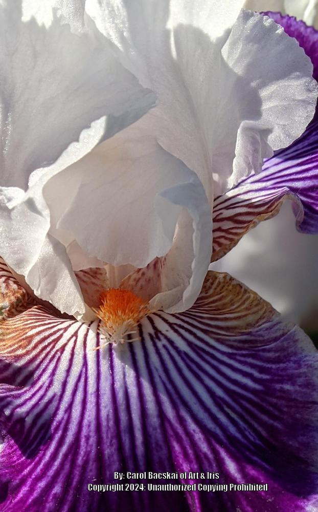 Photo of the stamens, filaments and pistils of Border Bearded Iris ...