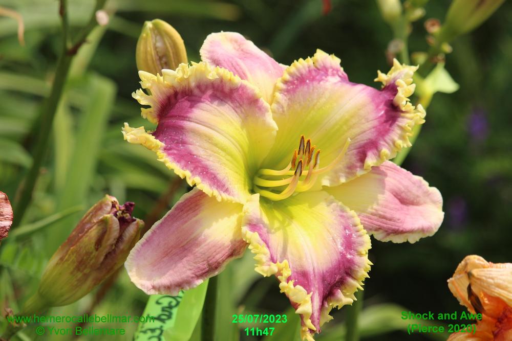 Daylily (Hemerocallis 'Shock and Awe') in the Daylilies Database ...