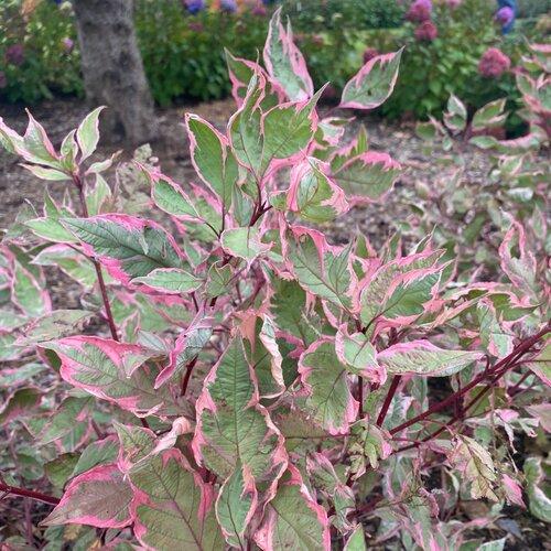 Photo of the leaves of Tatarian Dogwood (Cornus alba Miracle®) posted ...
