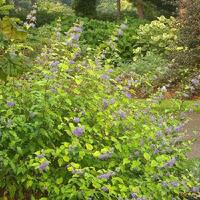 Photo of the entire plant of Bluebeard (Caryopteris incana Sunshine ...