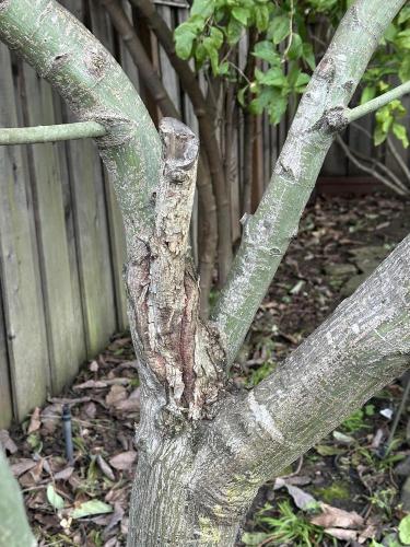 Maple tree branch cut is infected? in the Ask a Question forum - Garden.org