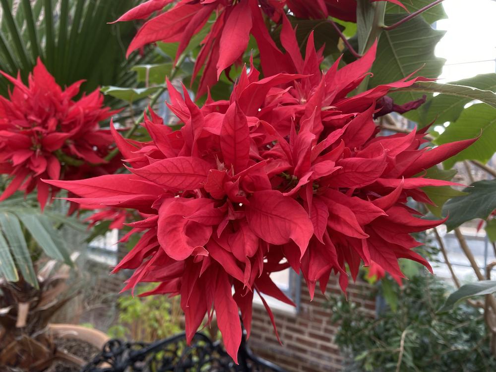 Photo of the bloom of Poinsettia (Euphorbia pulcherrima 'St. Louis Red ...