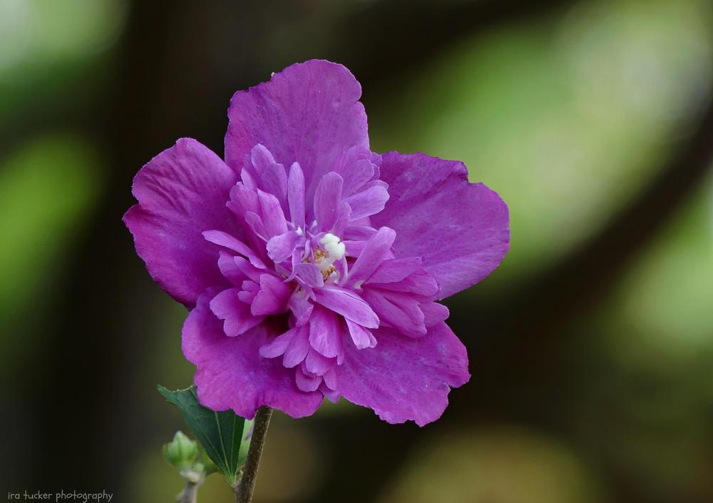 Photo of the bloom of Althea (Hibiscus syriacus Raspberry Smoothie ...