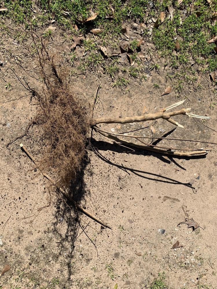 Photo of the roots of Chile Pepper (Capsicum frutescens 'Tabasco ...