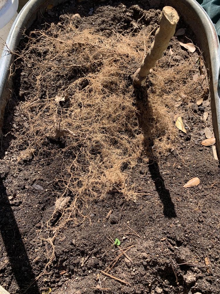 Photo of the roots of Chile Pepper (Capsicum frutescens 'Tabasco ...