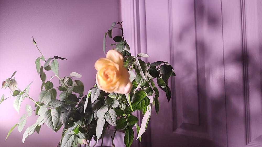 Mini Rose Wilting When Blooming in the Ask a Question forum - Garden.org