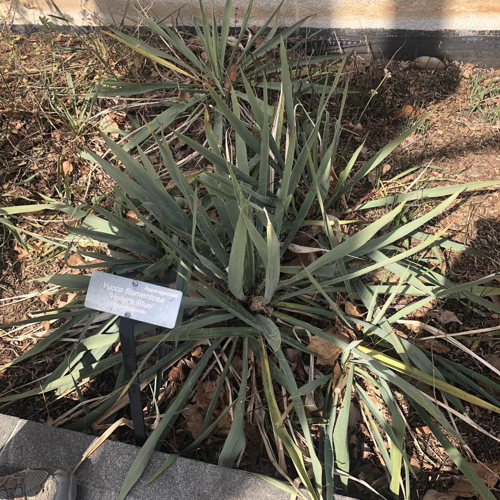 Photo of the entire plant of Adam's Needle (Yucca filamentosa 'Hofer ...