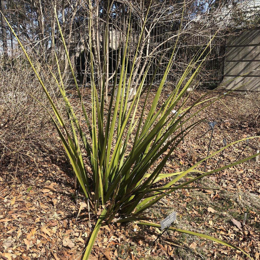 Giant False Yucca (Hesperaloe funifera) - Garden.org