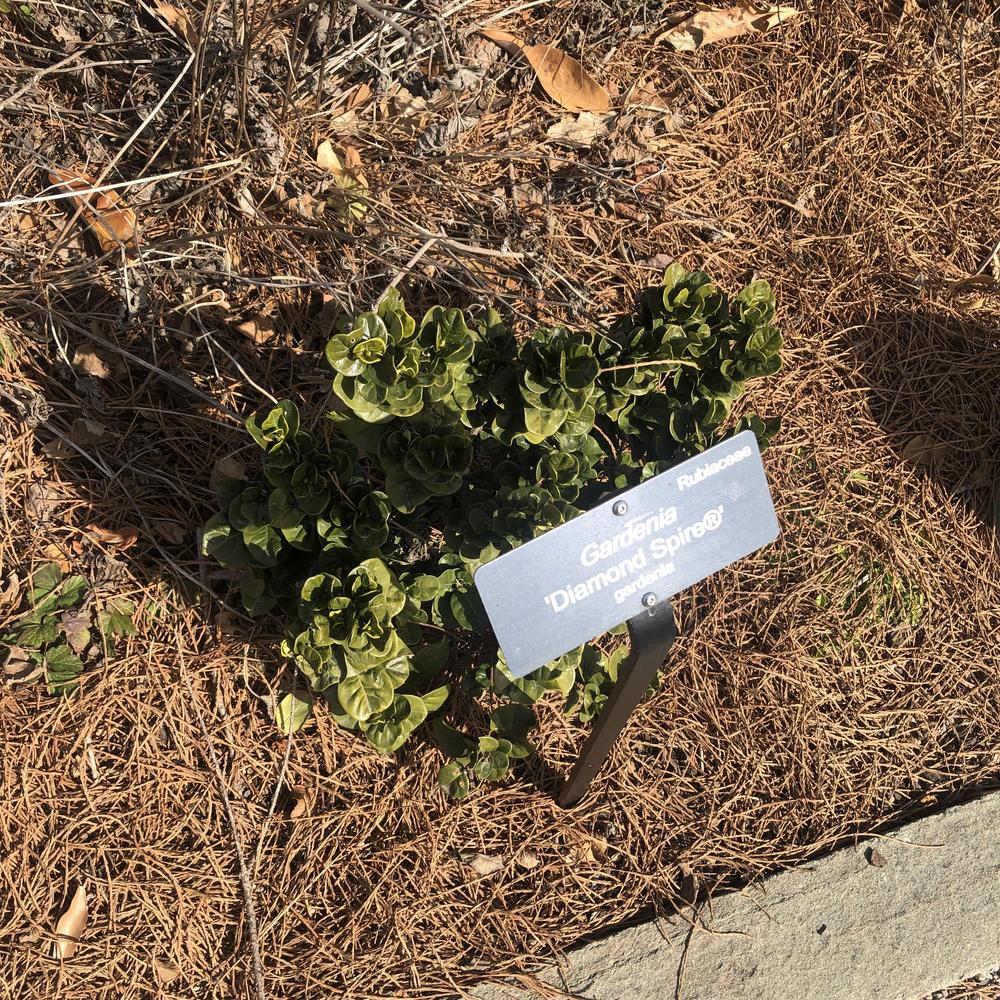 Photo of the entire plant of Gardenia Diamond Spire® posted by sedumzz ...