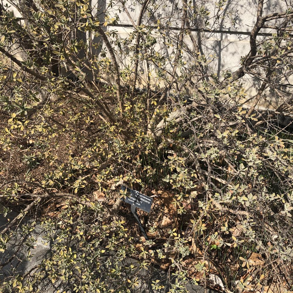 Photo of the entire plant of Texas Ranger (Leucophyllum frutescens ...