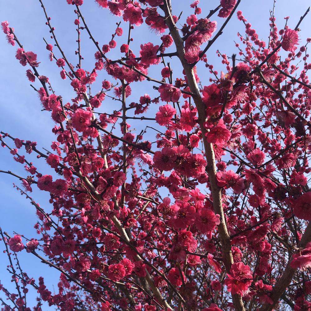 Photo of the entire plant of Japanese Flowering Apricot (Prunus mume ...