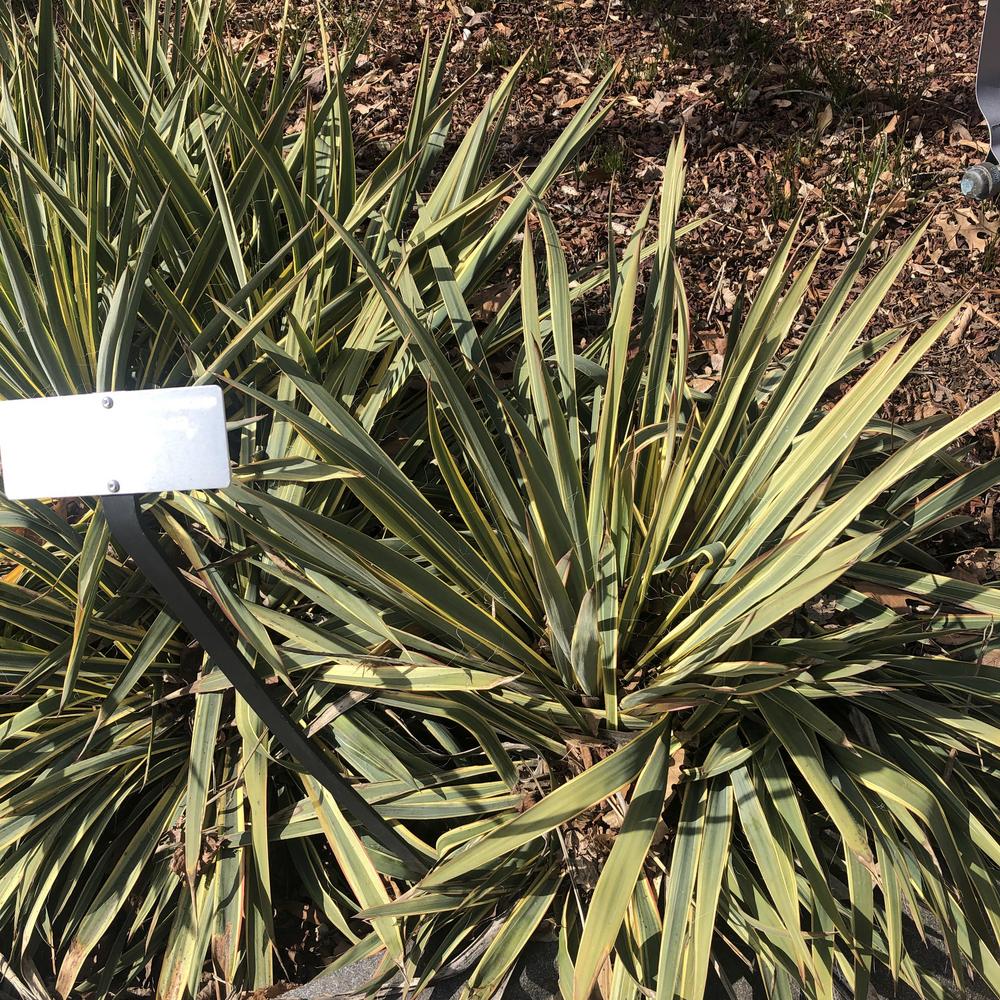 Photo of the entire plant of Adam's Needle (Yucca filamentosa 'Bright ...