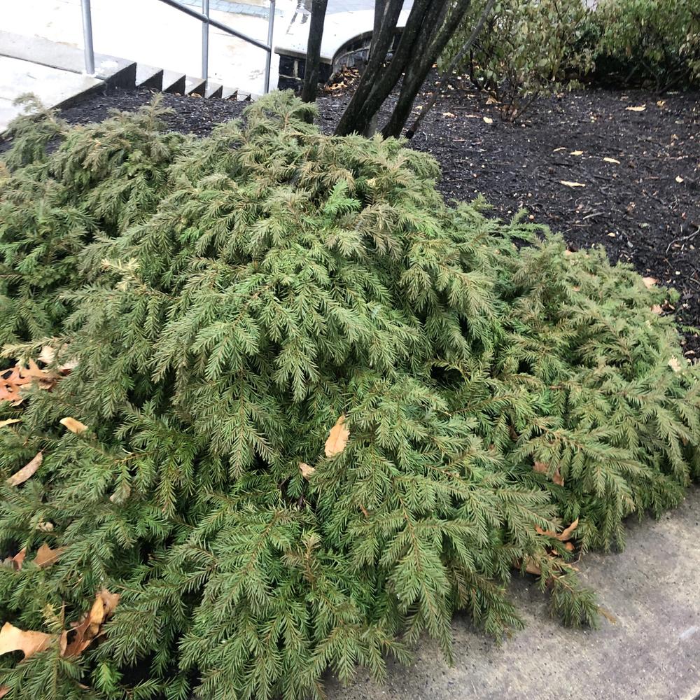 Photo of the entire plant of Spreading English Yew (Taxus baccata ...