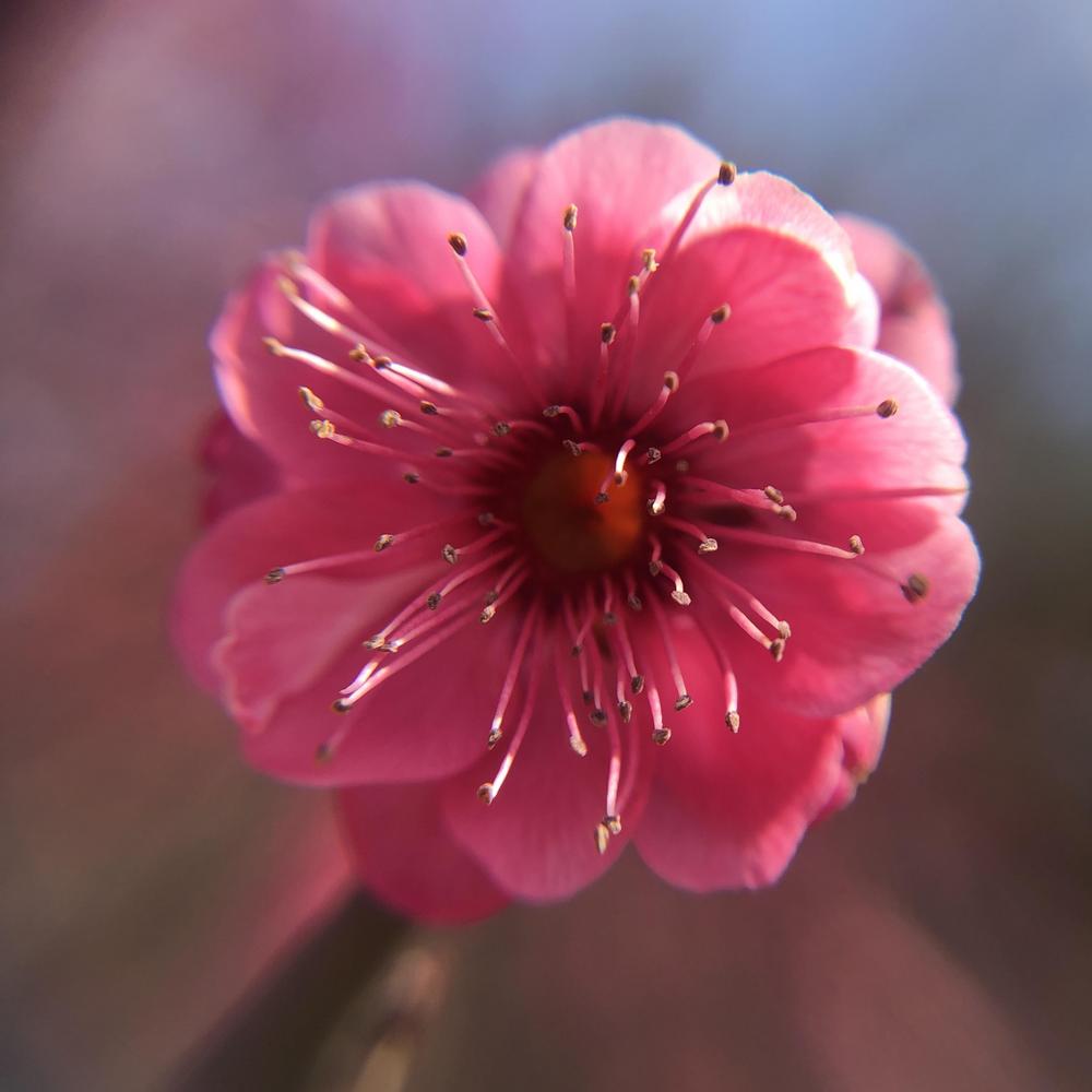 Photo of the bloom of Japanese Flowering Apricot (Prunus mume ...