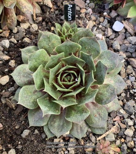 Sempervivum Chat & Photos 2024 in the Sempervivum forum - Garden.org