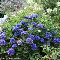 Photo of the entire plant of Hydrangea (Hydrangea macrophylla Cityline ...