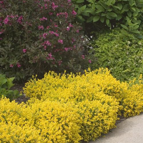 Photo of the bloom of Lydian Broom (Genista lydia Bangle®) posted by ...