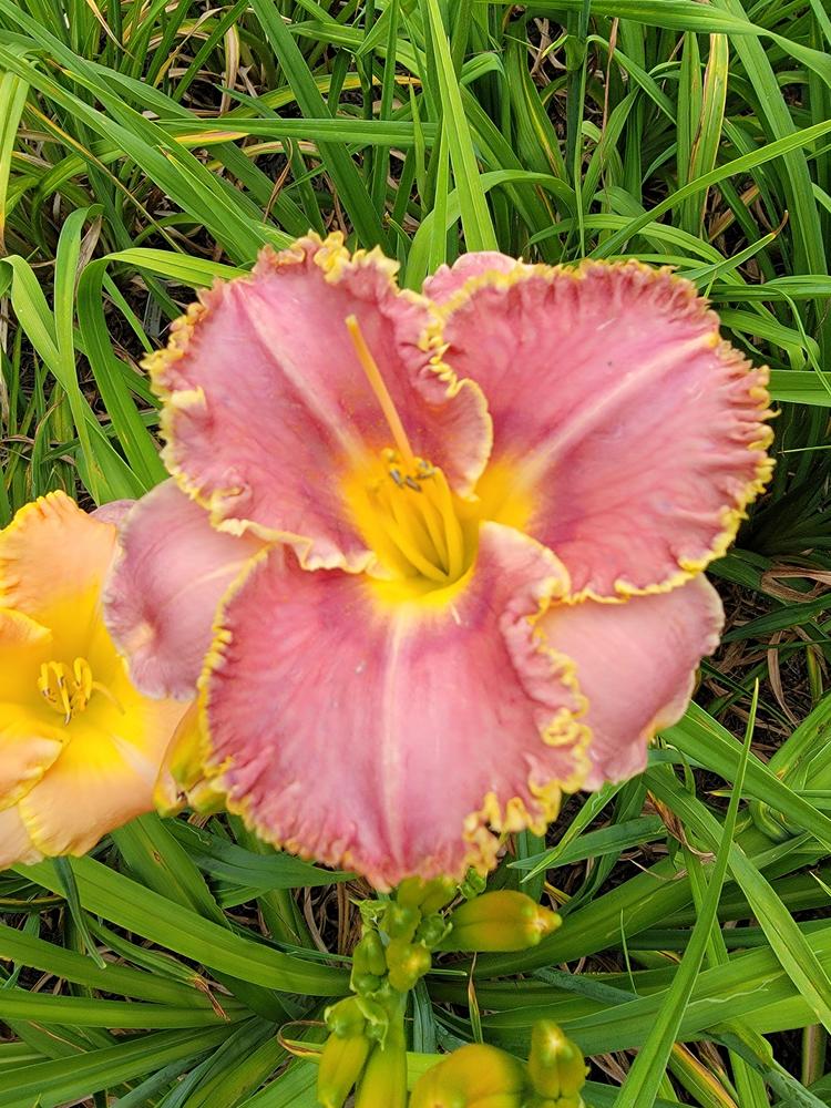 Daylily (Hemerocallis 'Serenity Vengeful Vixen') in the Daylilies Database - Garden.org