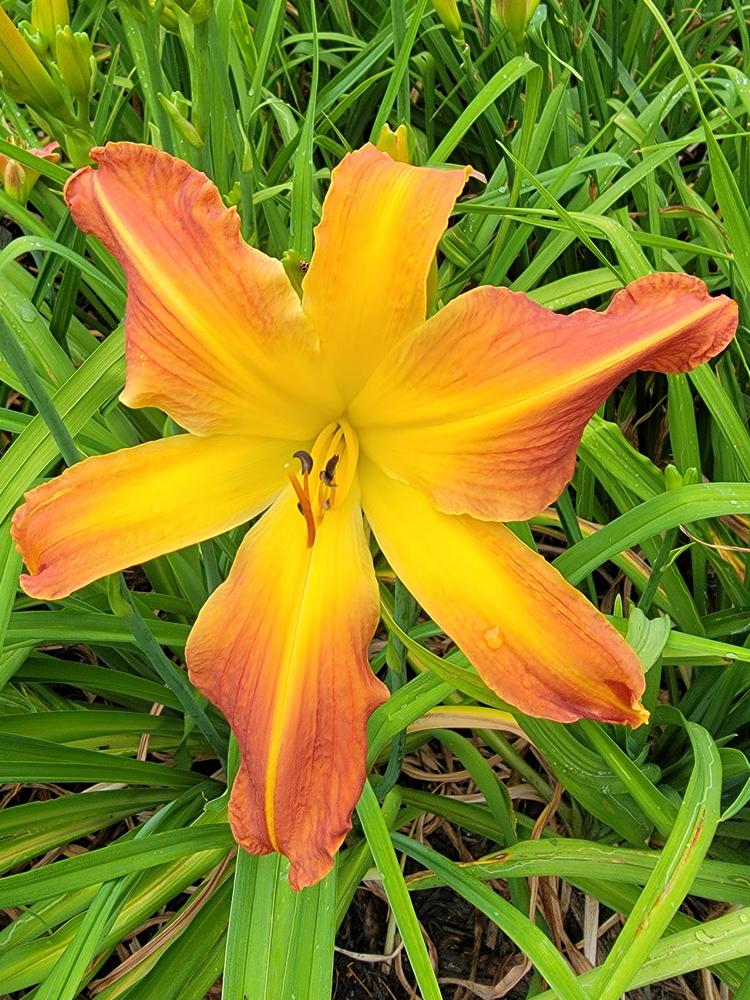 Photo of the bloom of Daylily (Hemerocallis 'Serenity Sunset Views ...